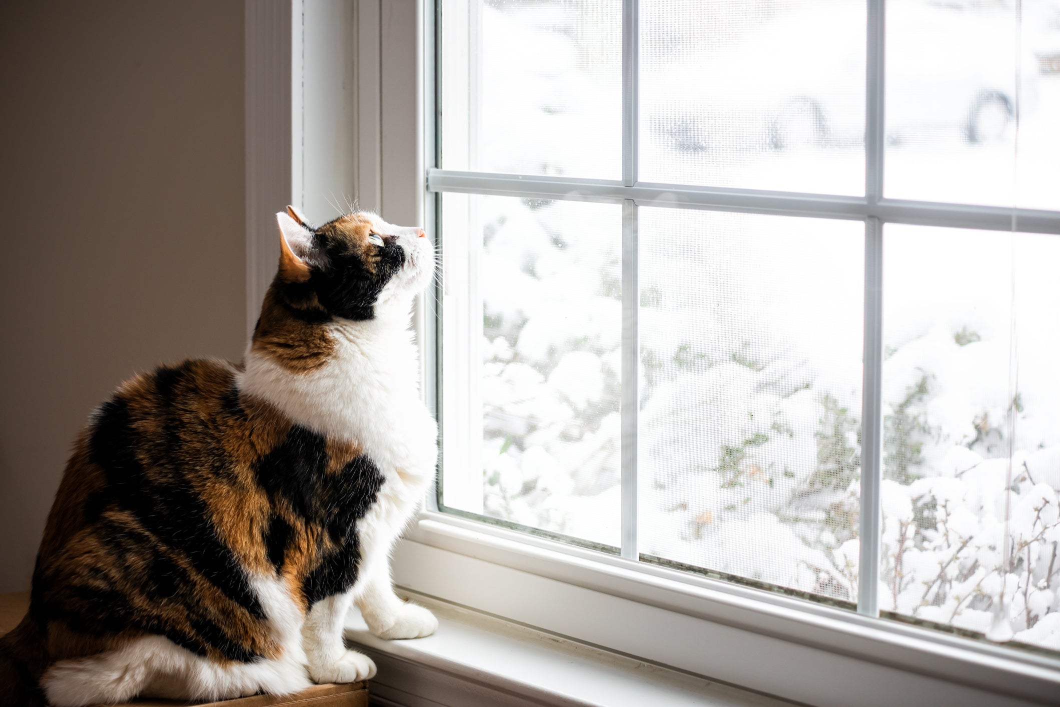 Why is my cat’s skin dry & flaky in winter? 5 cold weather tips for fe ...